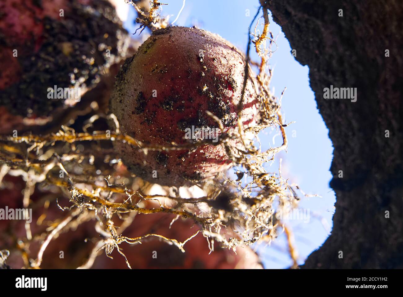 Potato underground hi-res stock photography and images - Alamy