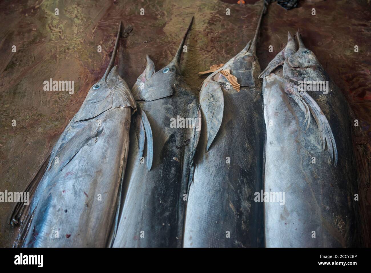 Sword fish hi-res stock photography and images - Alamy