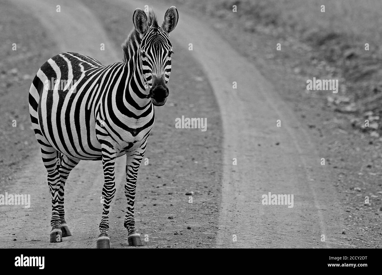 Masai mara zebra road Black and White Stock Photos & Images - Alamy
