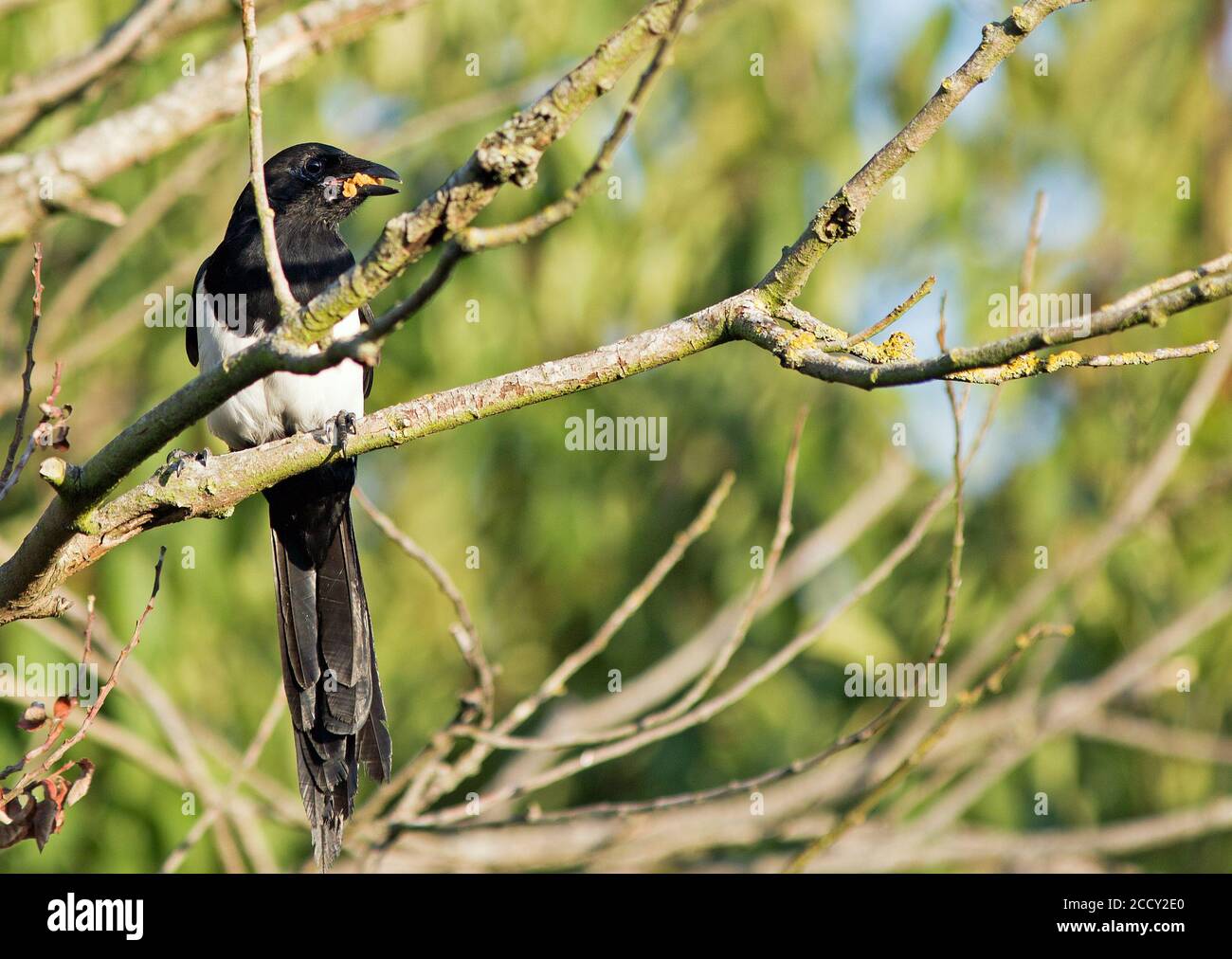 Magpie with beak full of orange food Stock Photo - Alamy