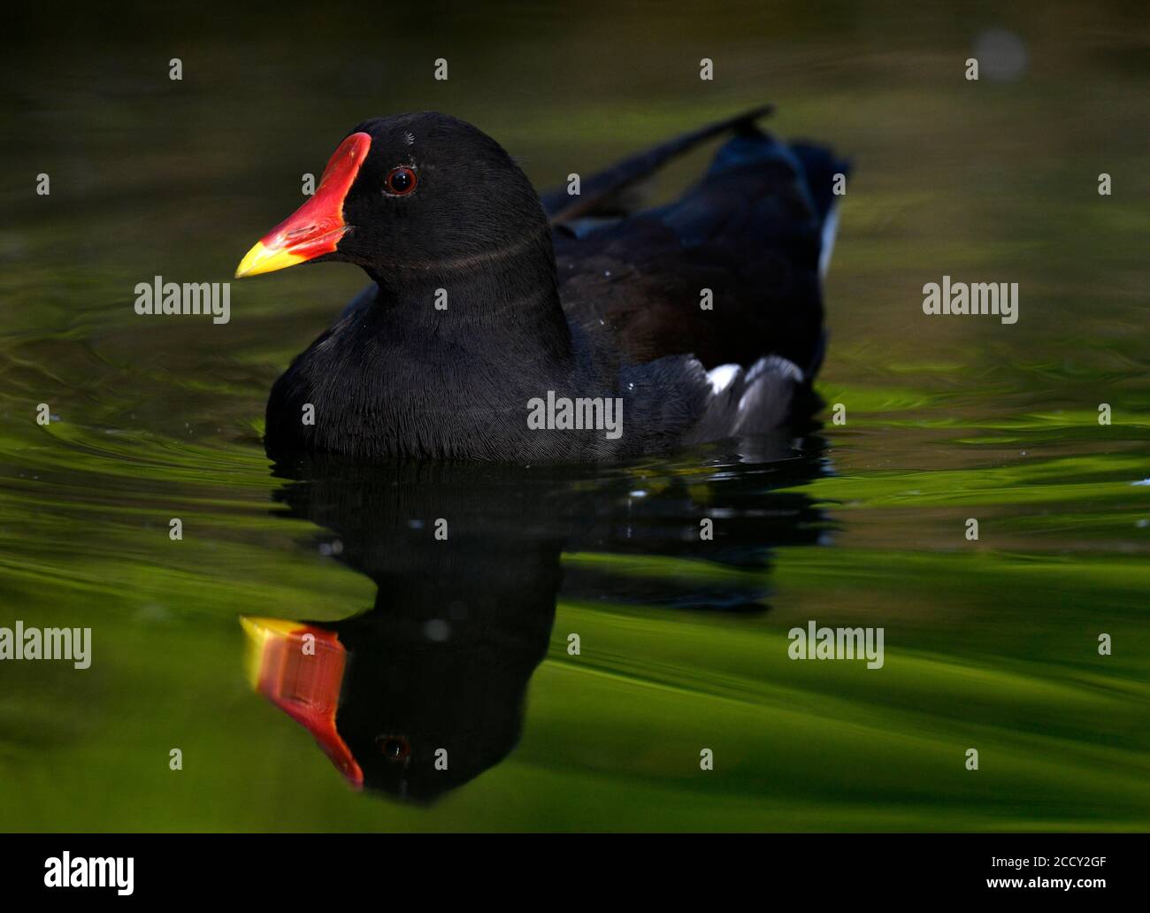 Common moorhen (Gallinula chloropus), floats in water, Baden ...