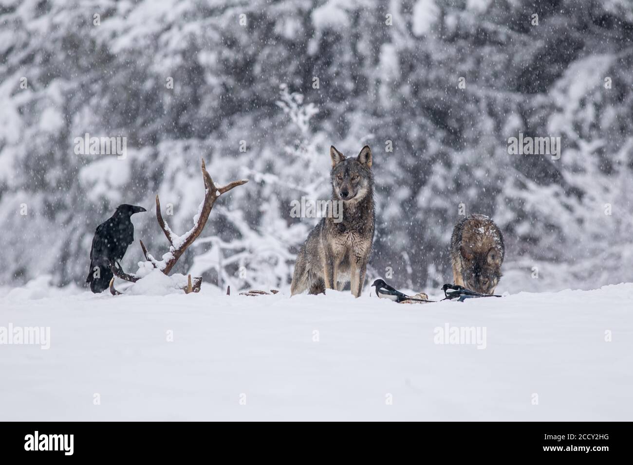 Pack of wolves (Canis lupus) at the carcass, winter meadow ...