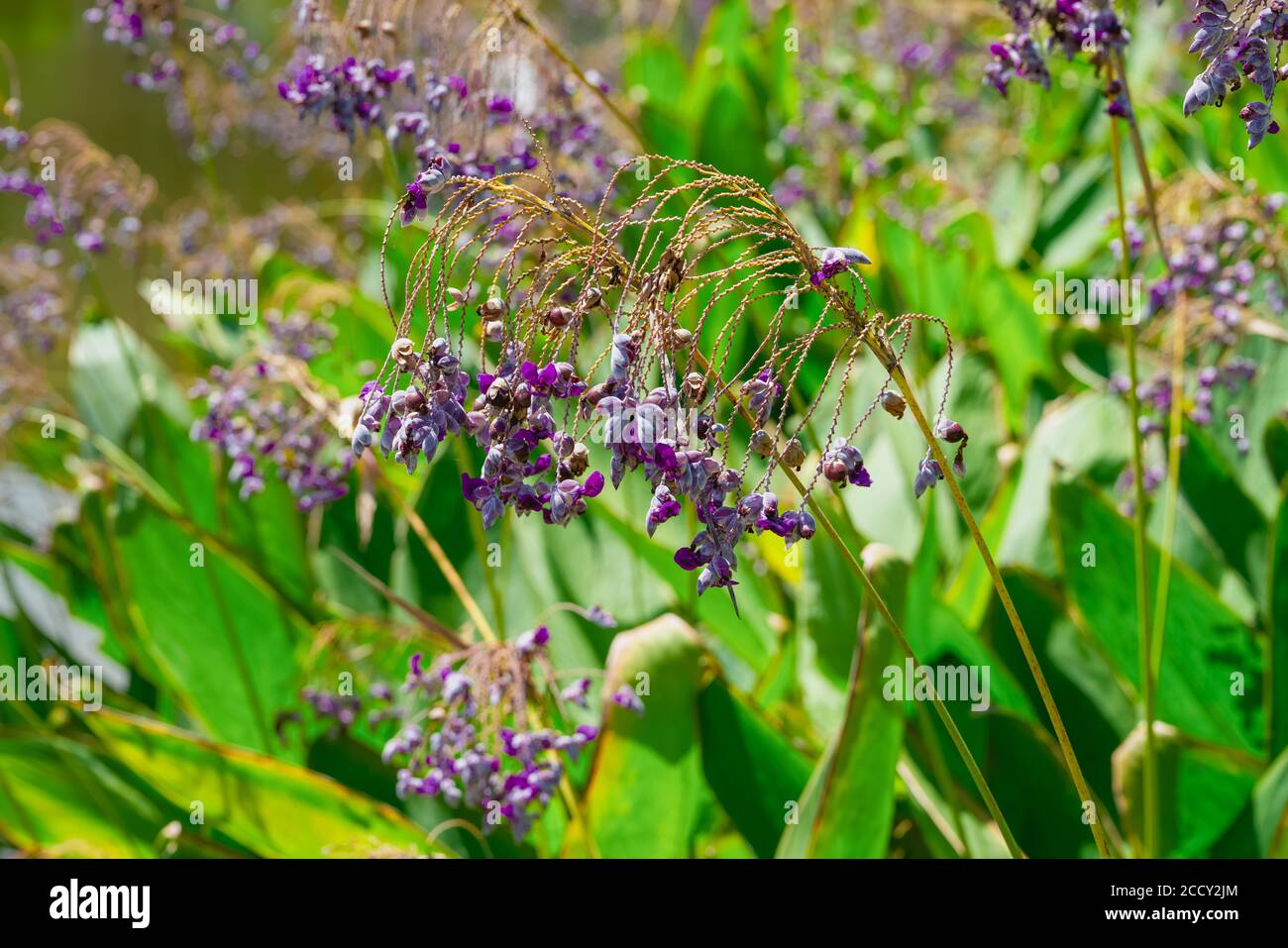 Old stone house field close up hi-res stock photography and images - Alamy