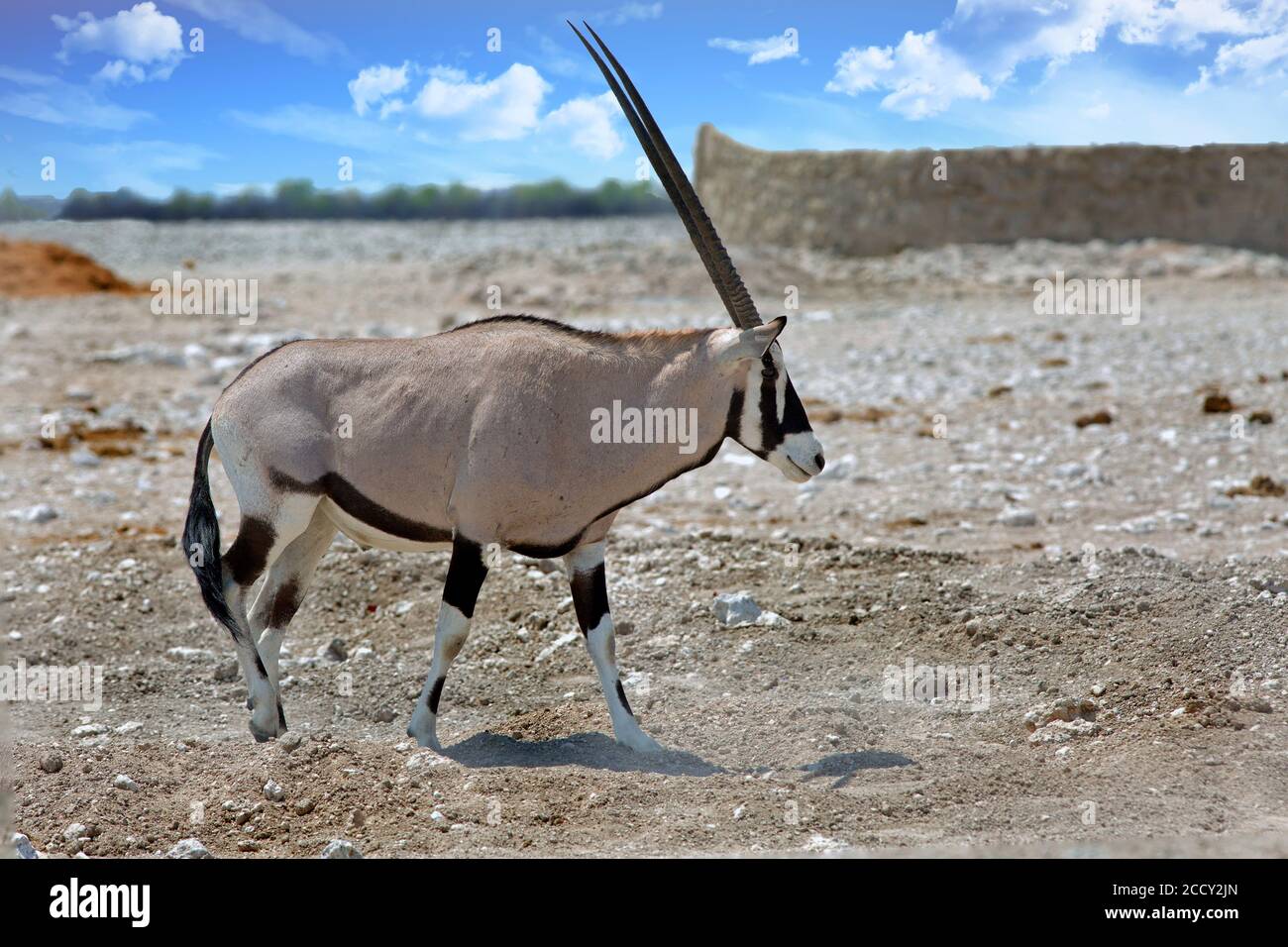 Arid animals hi-res stock photography and images - Alamy