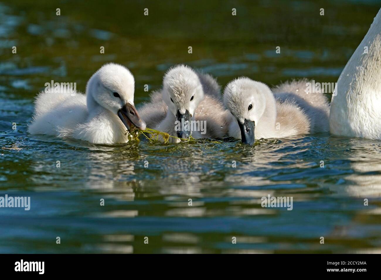 Swan chicks eating hi-res stock photography and images - Alamy