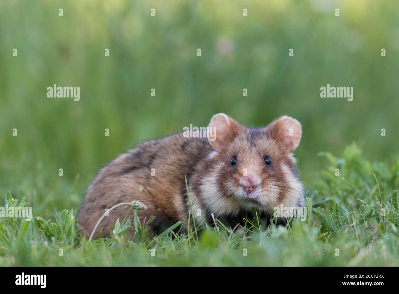 European hamster (Cricetus cricetus) in a meadow, Austria Stock Photo ...