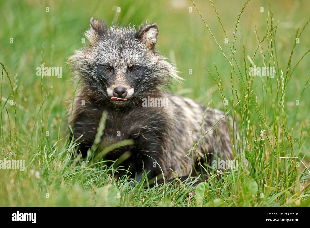 Raccoon dog nyctereutes procyonoides old animal lies in the grass hi ...