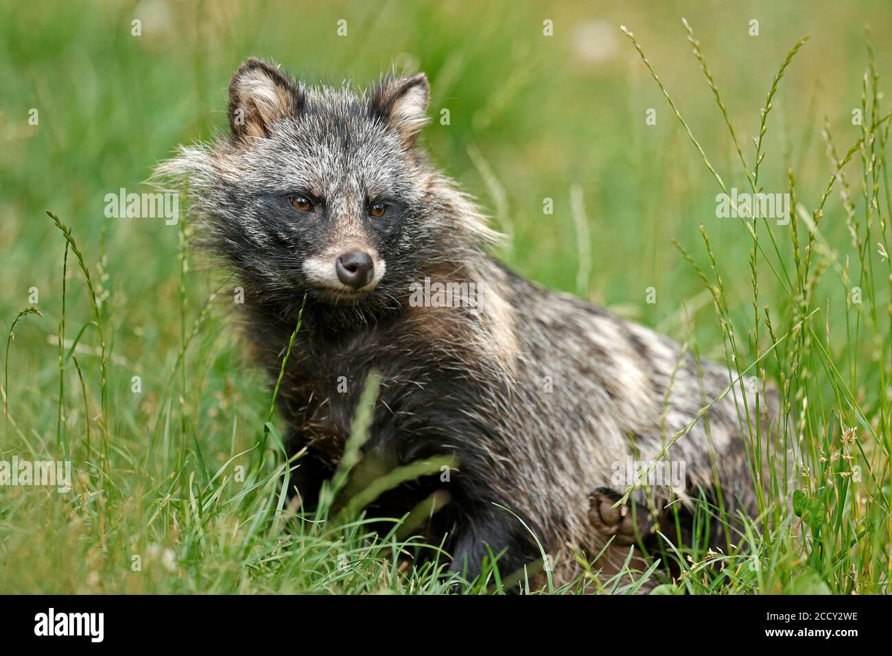 Raccoon dog nyctereutes procyonoides old animal lies in the grass hi ...