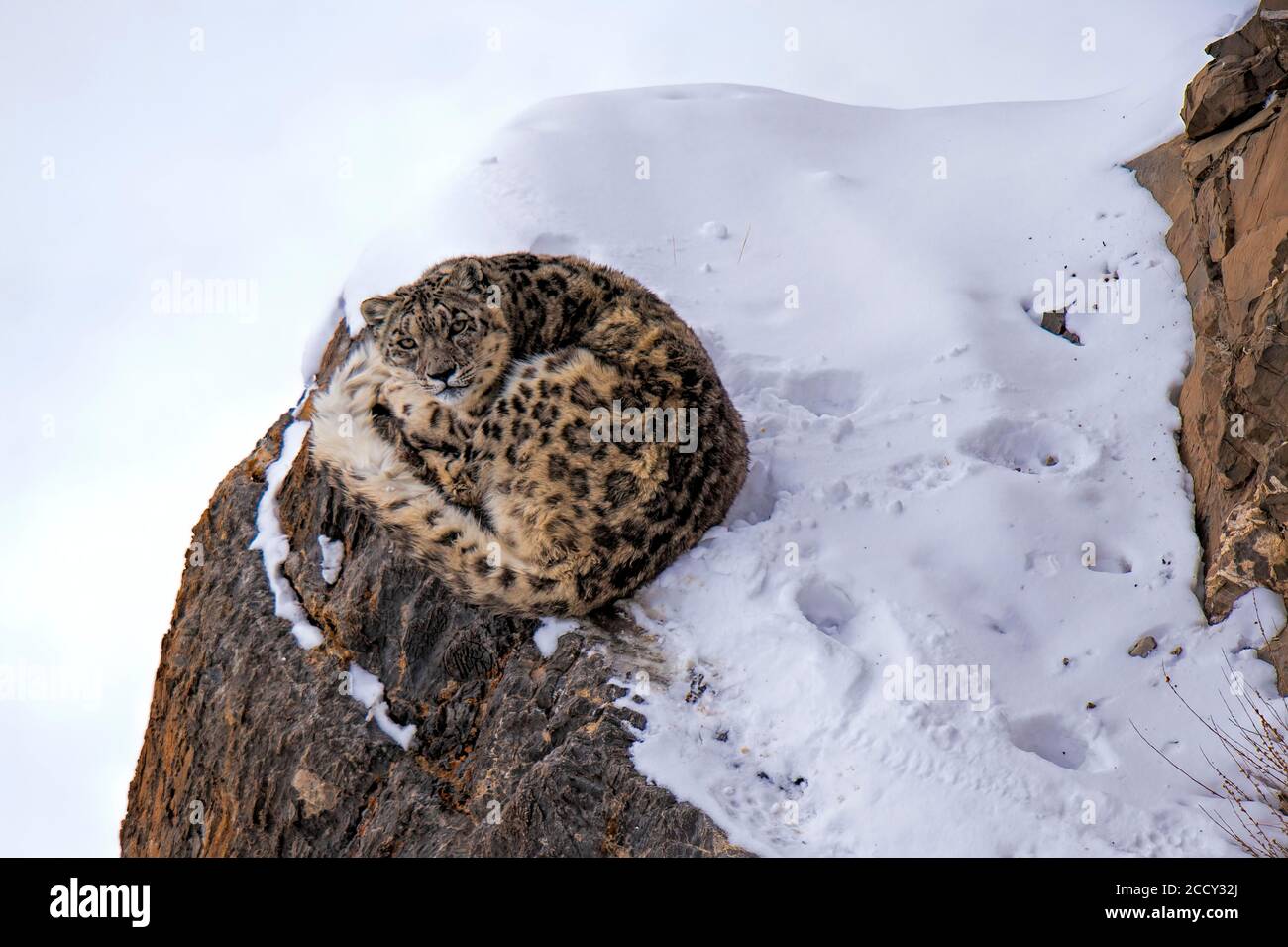 Snow leopard (Panthera uncia) rests on a frozen cliff, Spiti region in ...