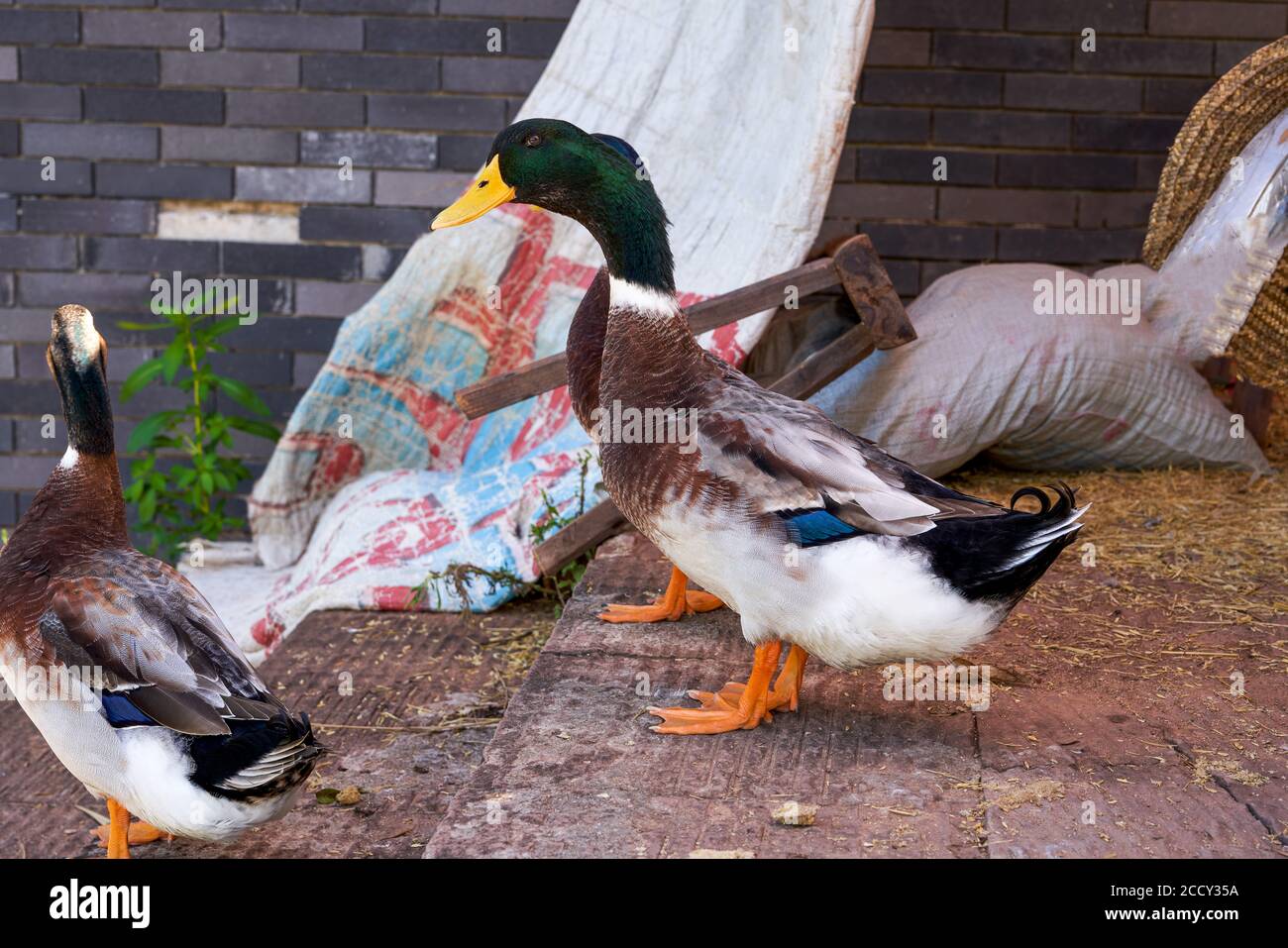 A flock of ducks, blue-headed ducks Stock Photo - Alamy
