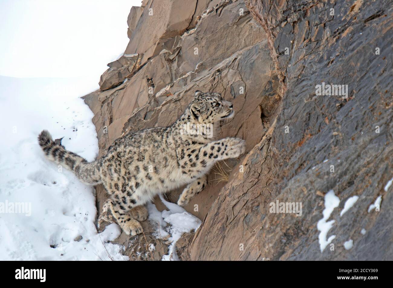 Snow leopard (Panthera uncia ) Jump on a cliff, Spiti region in the ...
