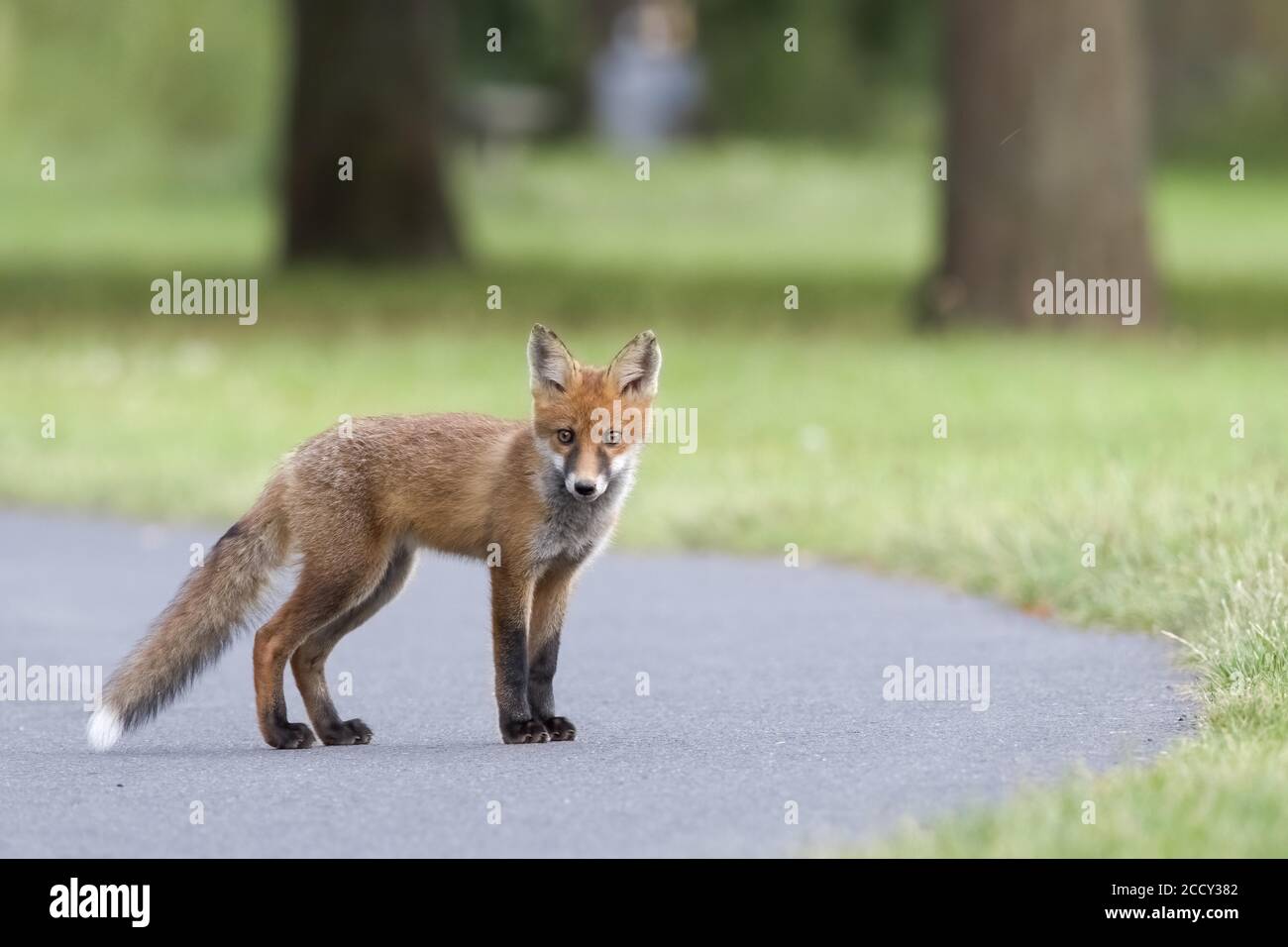 Red fox (Vulpes vulpes), juvenile, standing on cycle path, Hesse ...