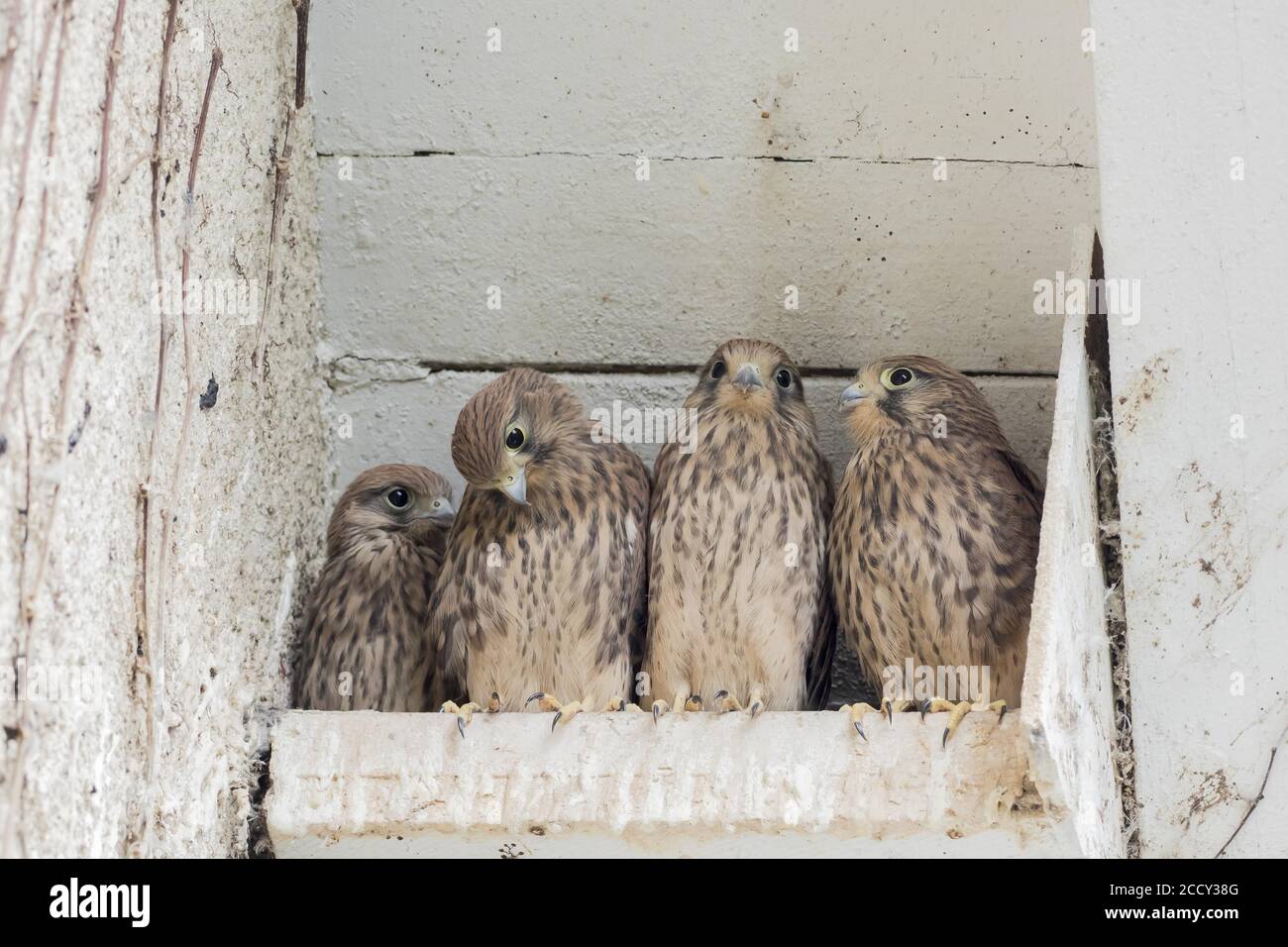 Kestrels in nesting box hi-res stock photography and images - Alamy