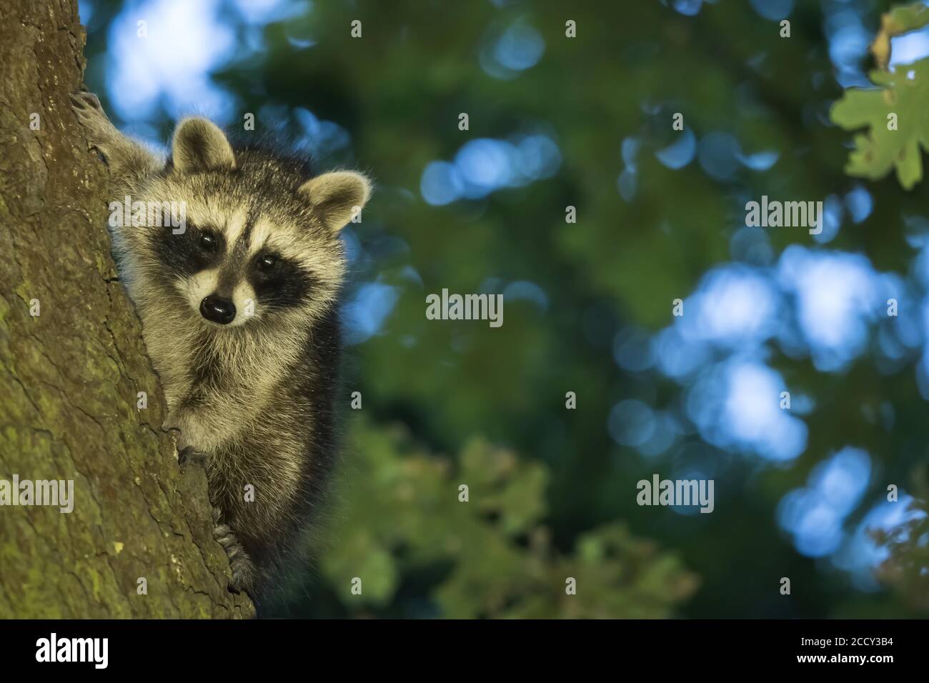 Young animal animal trunk hi-res stock photography and images - Alamy