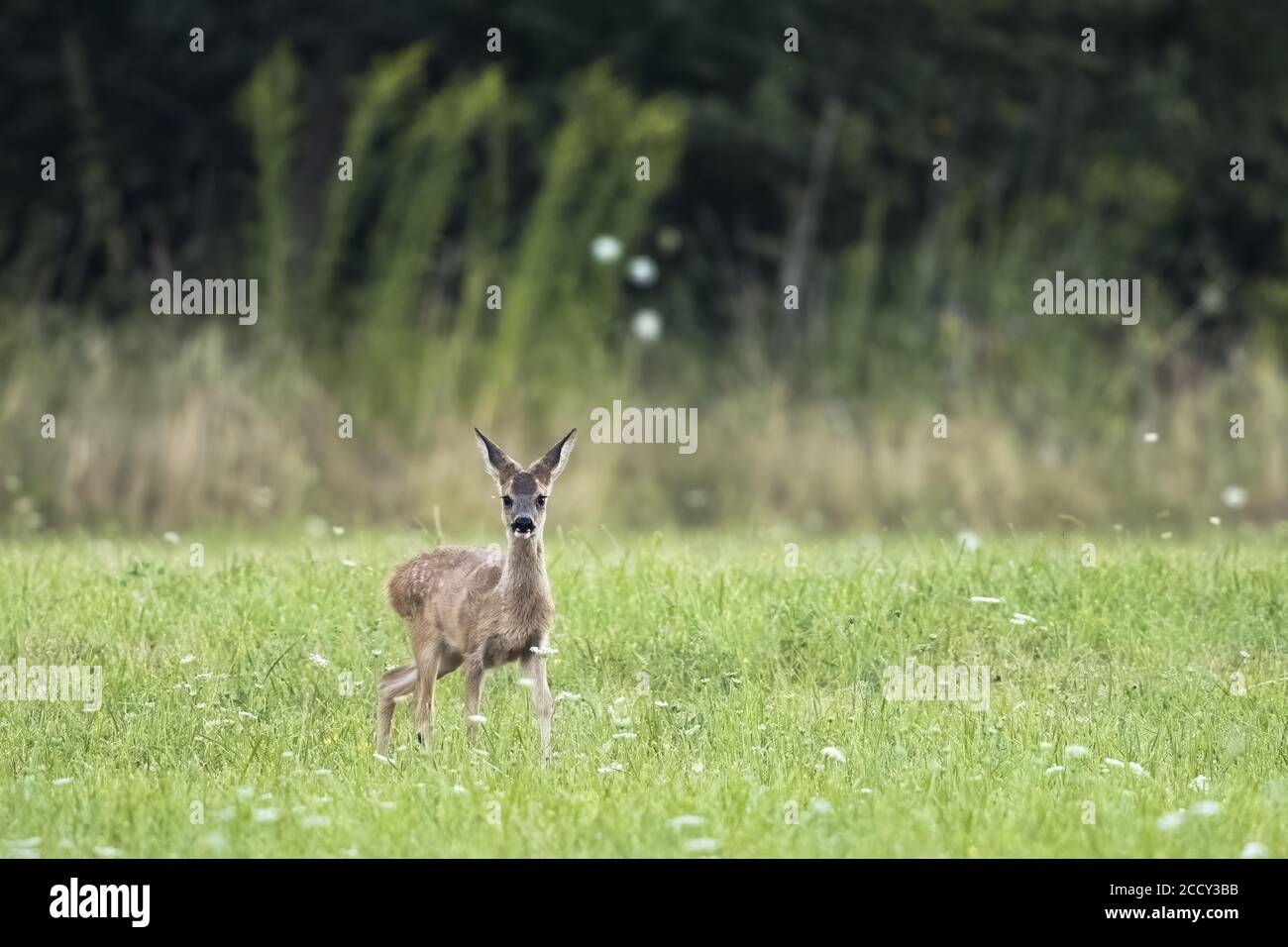 European roe deer (Capreolus capreolus), fawn, in a meadow, Hesse ...