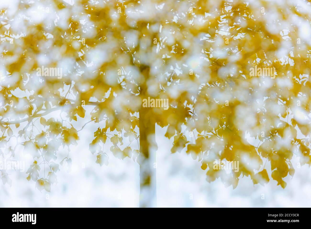 Backlit autumn tree hi-res stock photography and images - Alamy