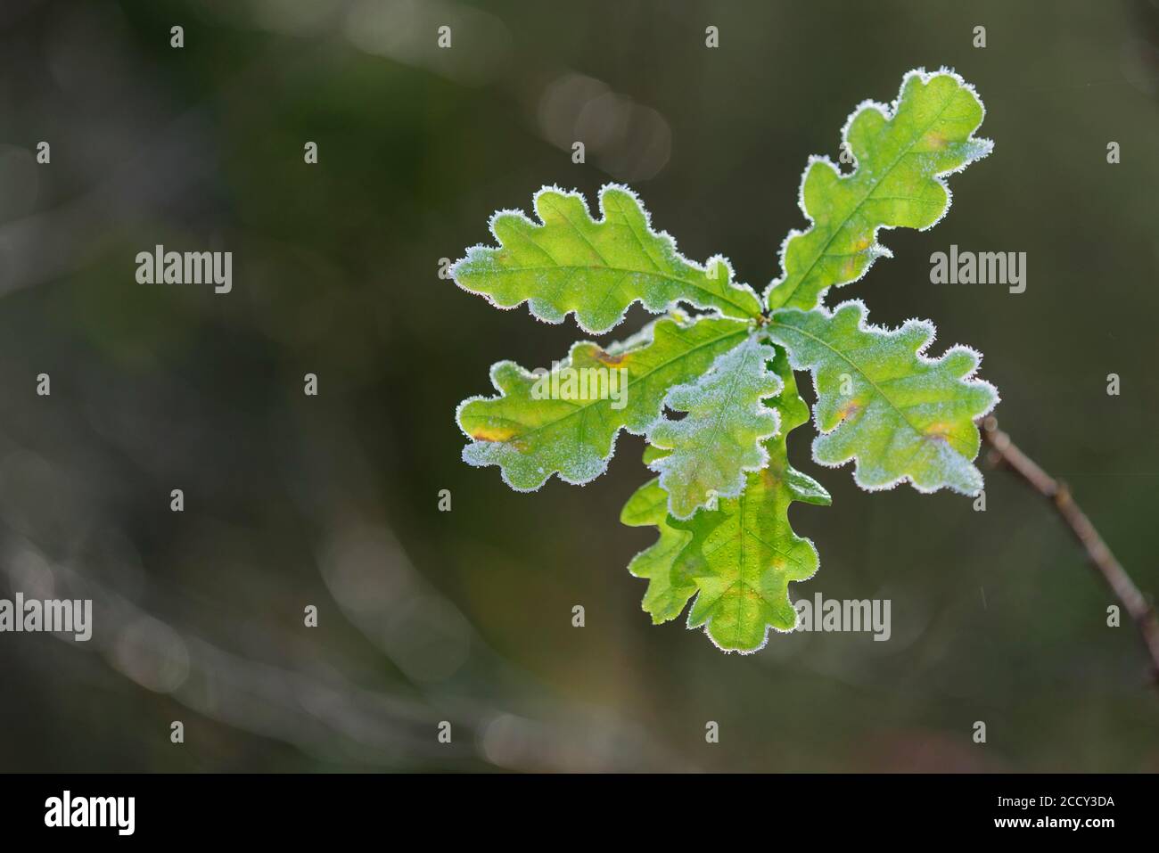Leaf of a (Quercus) in autumn, foliage colouring, Goldenstedt, Germany ...
