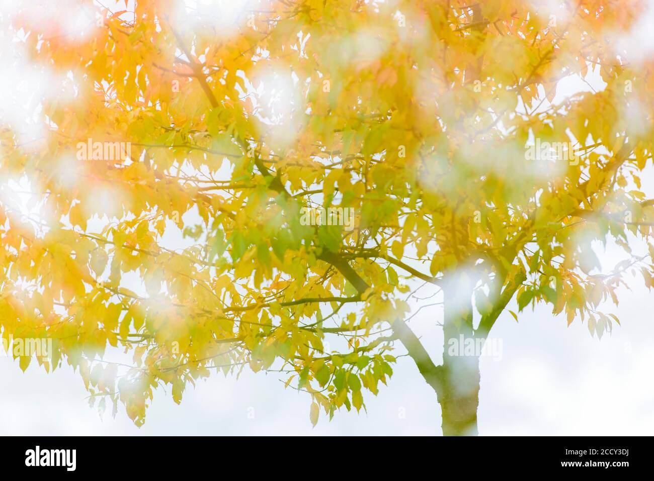 Tree with autumn foliage backlit, abstract, Germany Stock Photo - Alamy