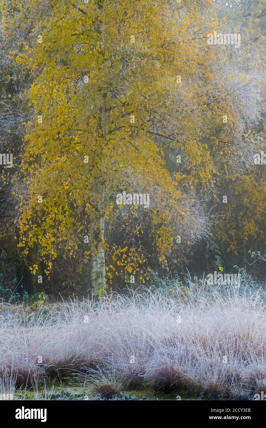 Birch (Betula ) in hoar frost in the Goldenstedter Moor, autumn ...
