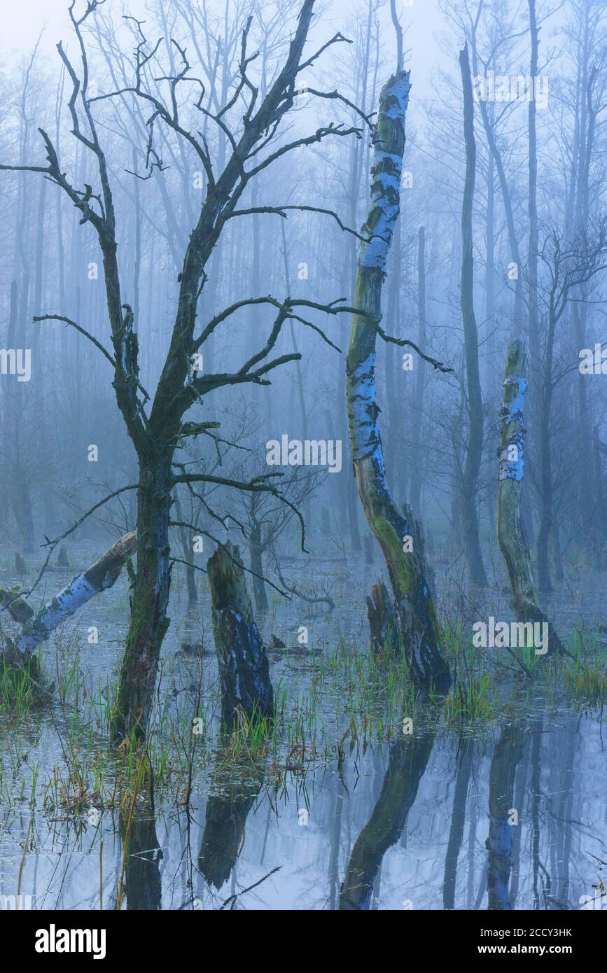 Alder swamp in the fog at Duemmer Lake, Huede, Lower Saxony, Germany ...