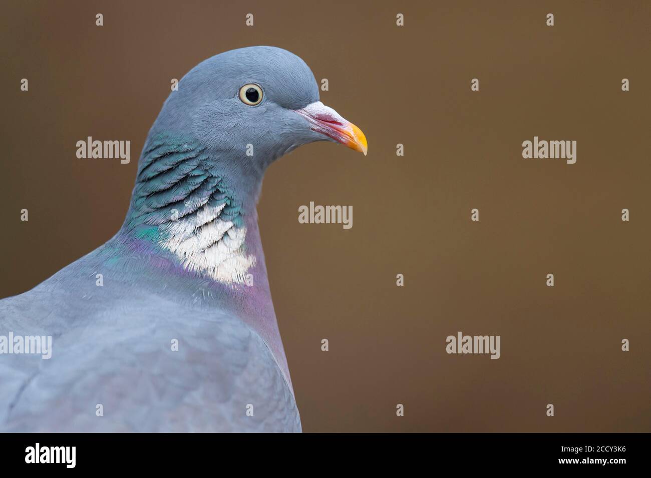 Lateral portrait of a columba palumbus hi-res stock photography and ...