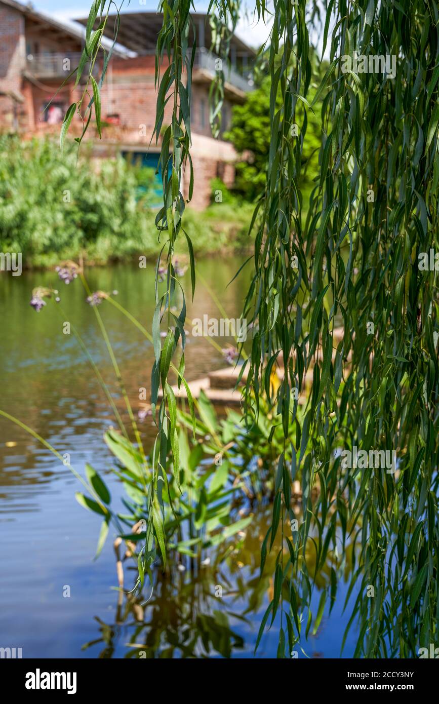Bamboo and willow fence garden hi-res stock photography and images - Alamy