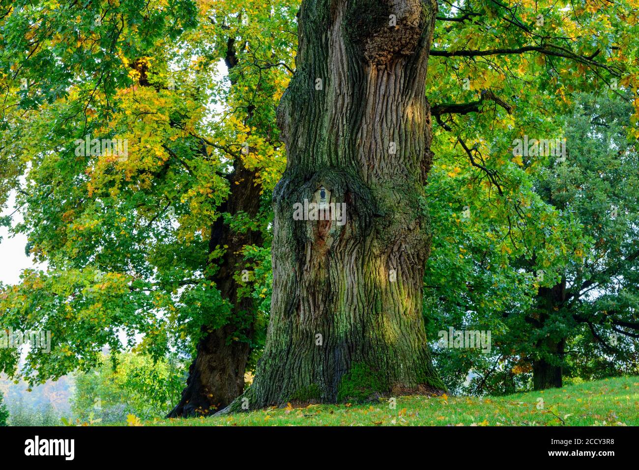 Oak (Quercus ), Natural Monument in the Mueritz National Park, Tree ...