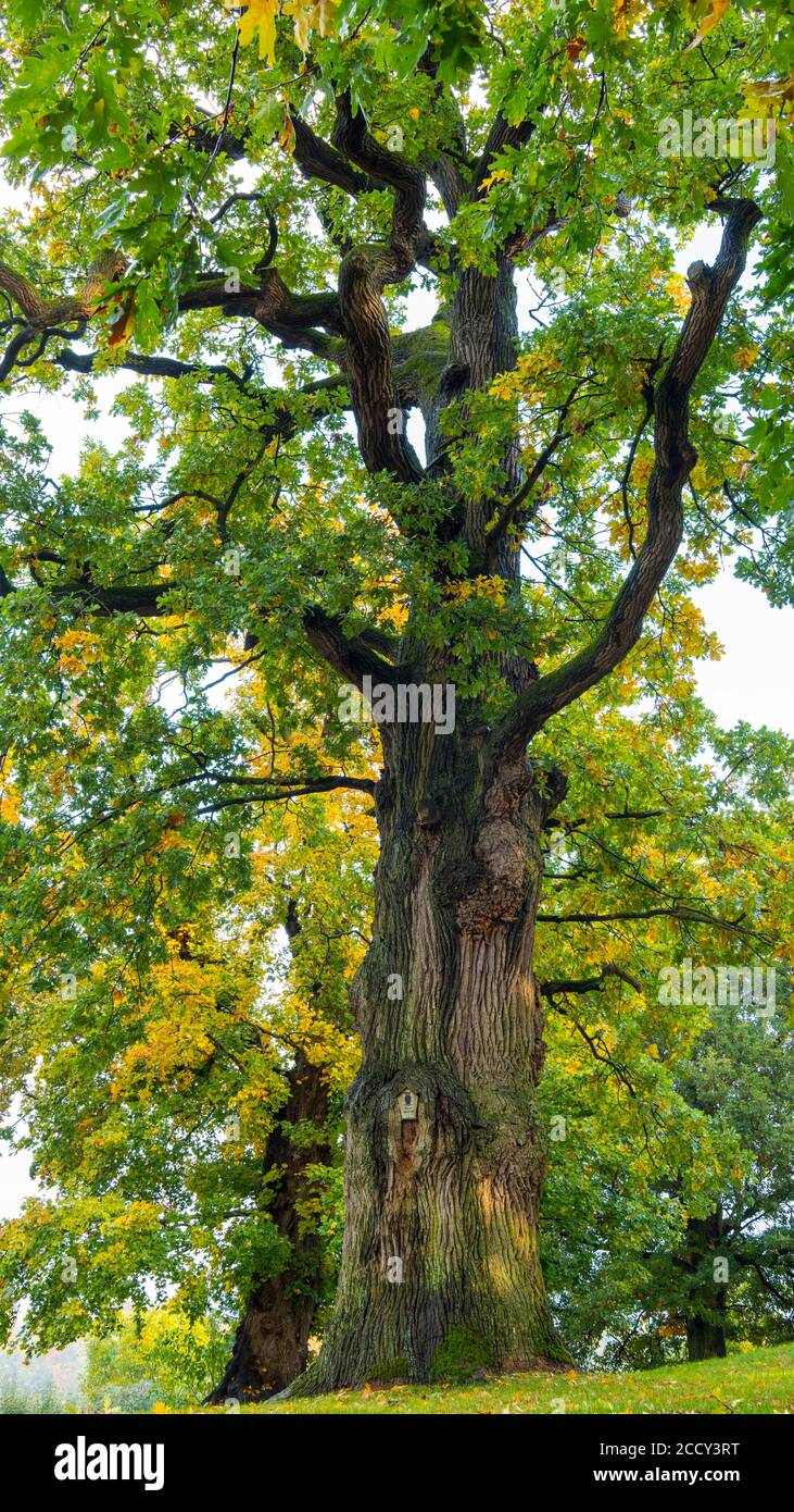 Germanys National Tree