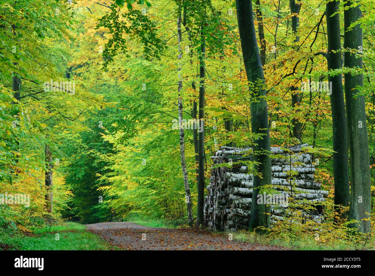 Forest path with felled tree trunks in autumn in the Holy Halls, beech ...