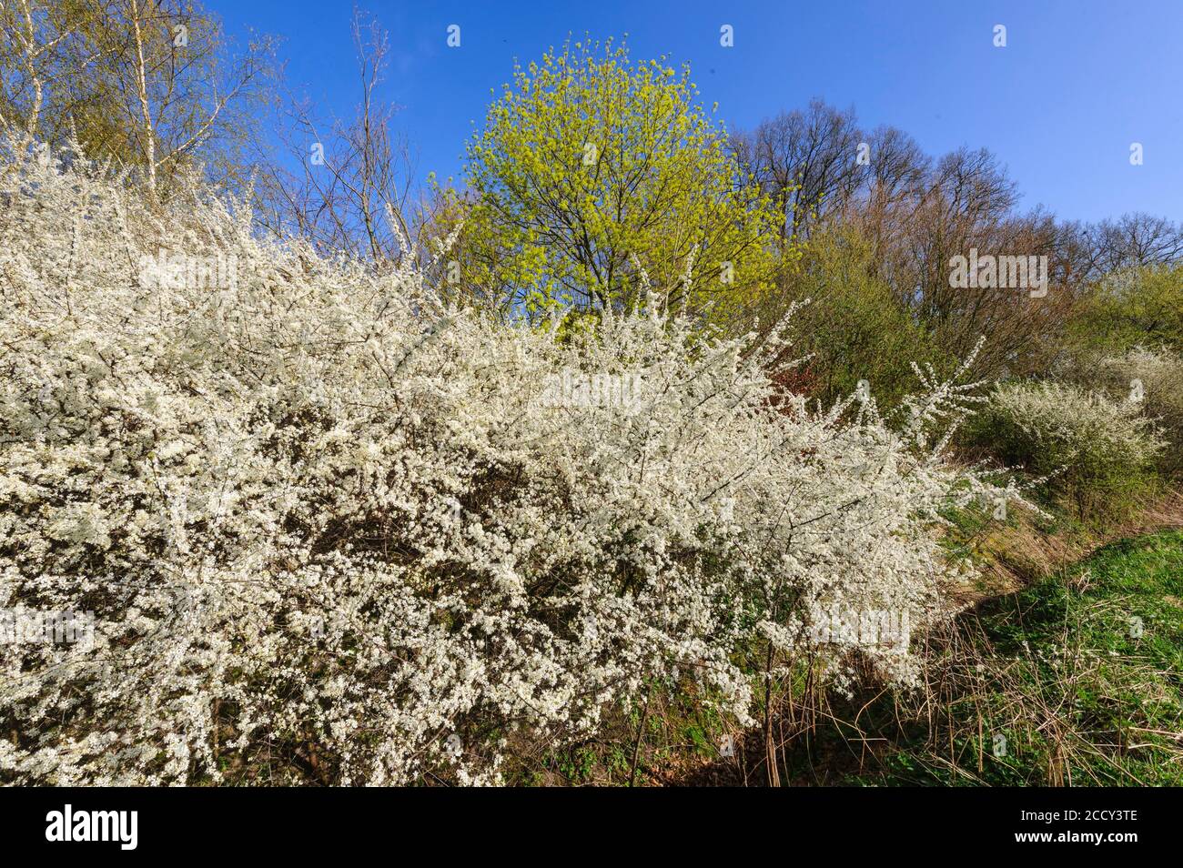 Field edge hi-res stock photography and images - Alamy