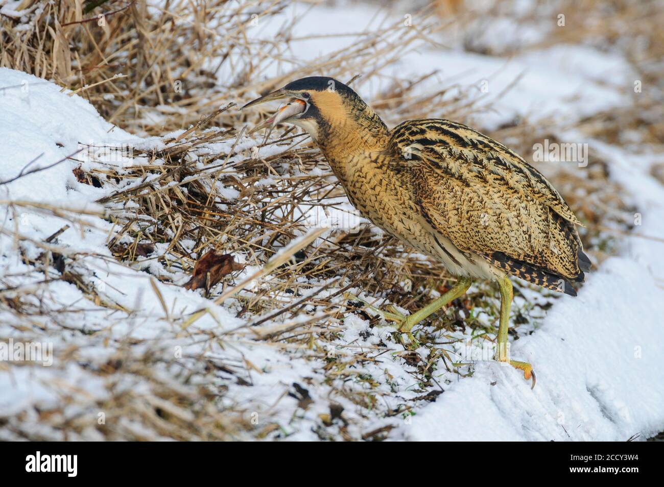 Bittern botaurus stellaris fish prey hi-res stock photography and ...