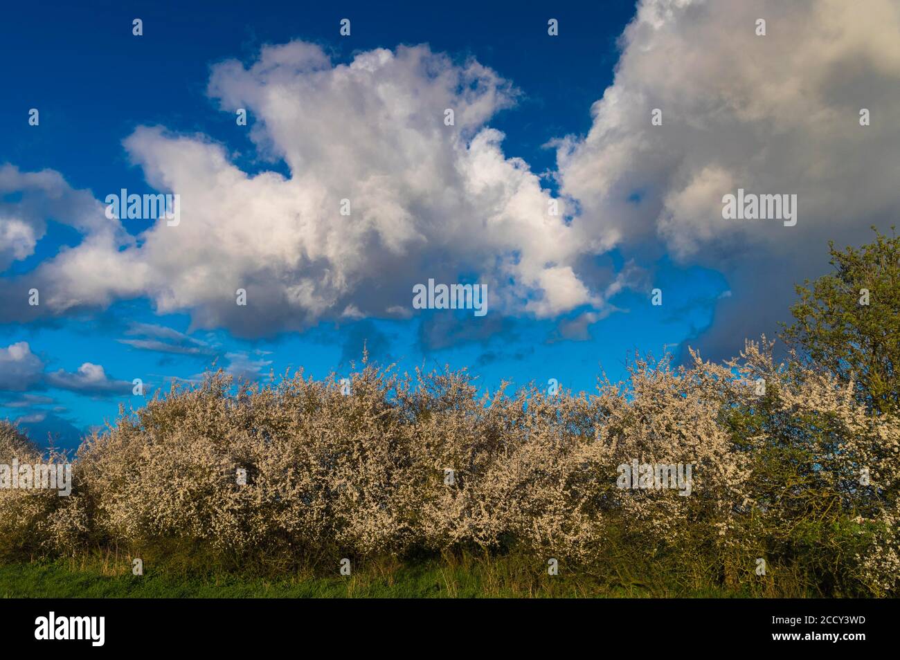 Cloud formation over a blooming sloe hedge in spring, wall hedge, field ...