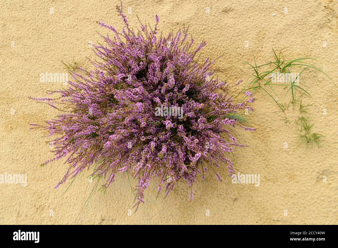 Flowering (Calluna vulgaris) on sandy soil in Hooge Veluve National ...