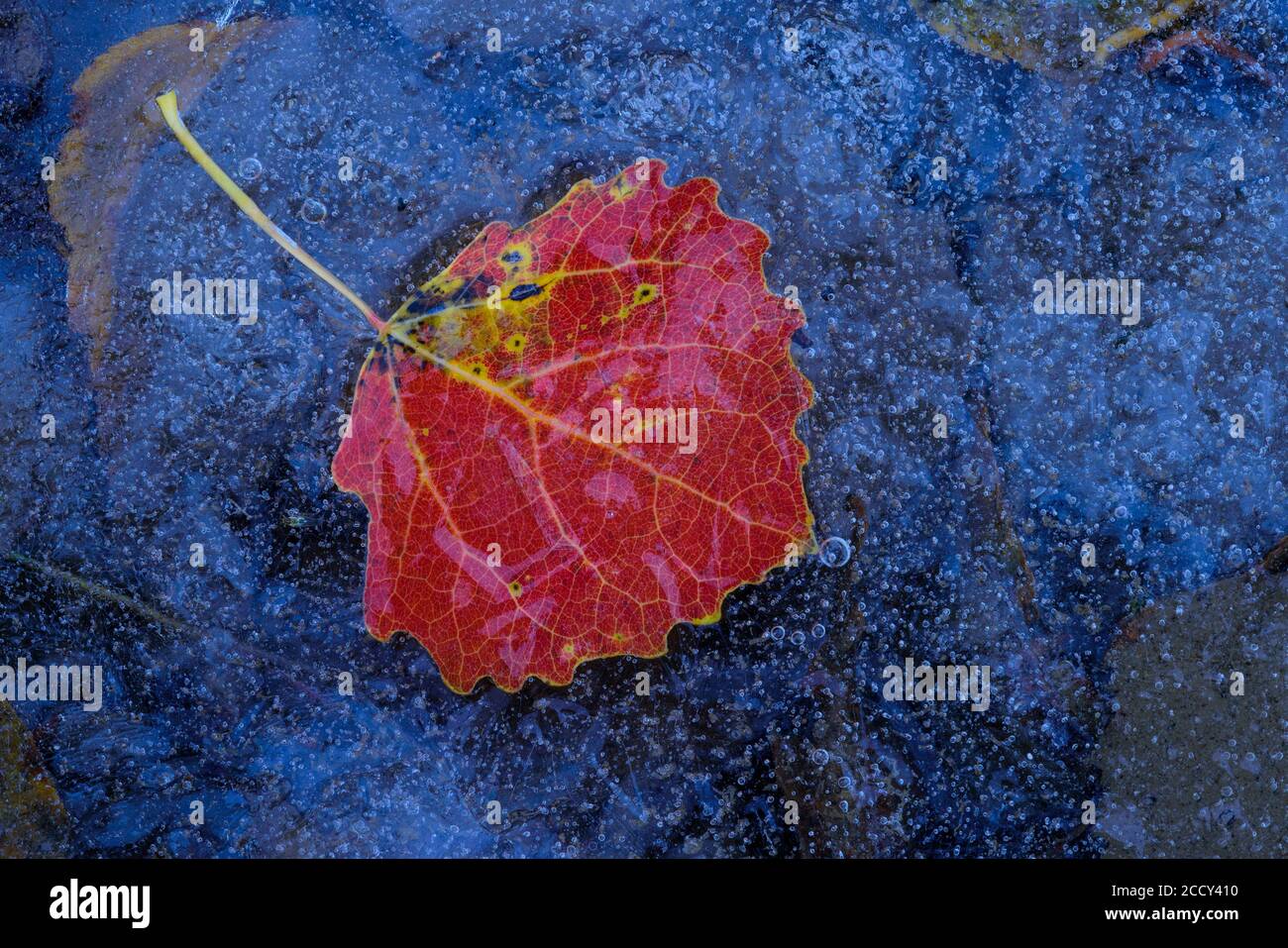 Leaf of a (Populus tremula) on the ice of a lake in autumn, foliage ...