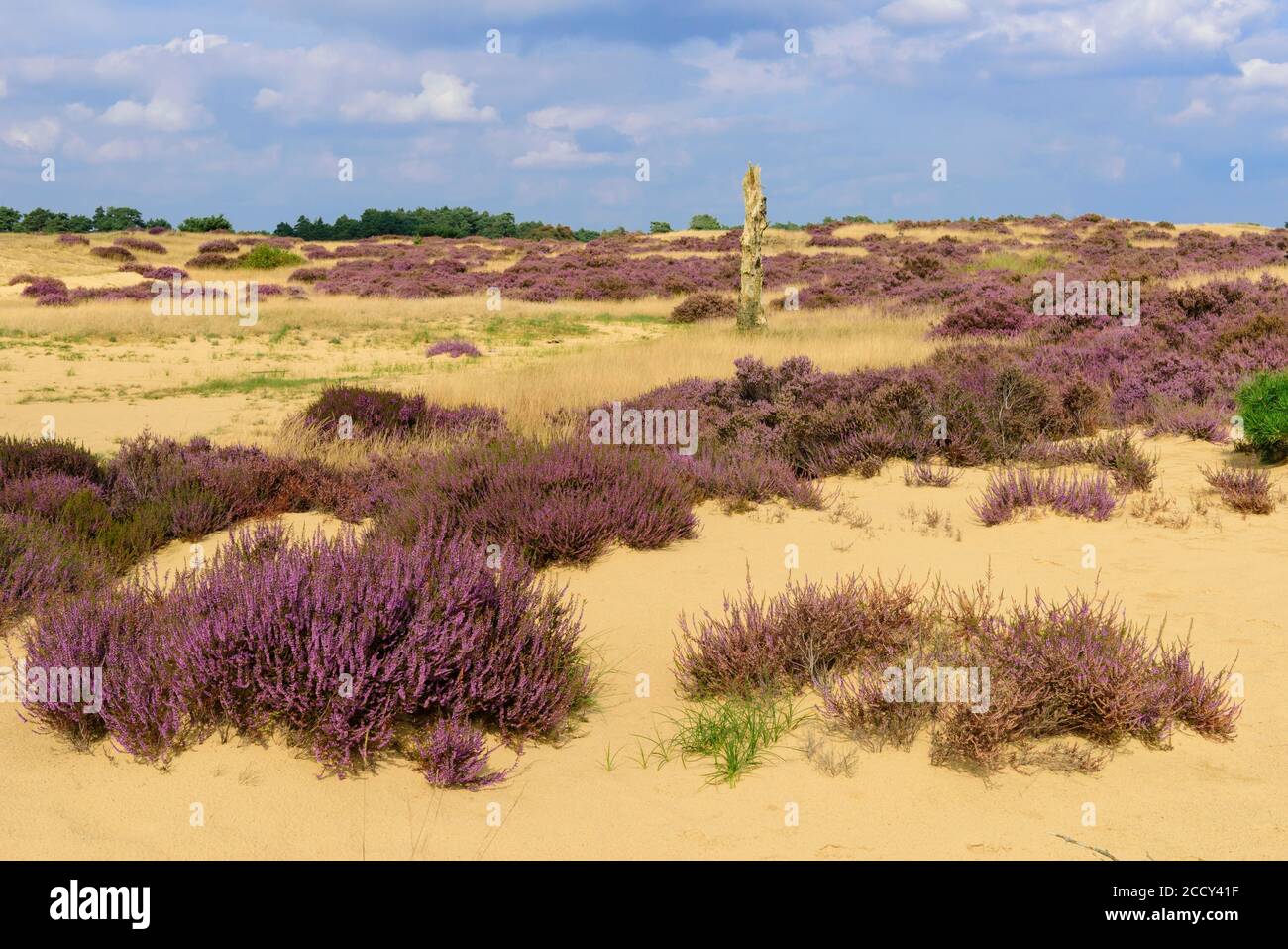 Pines and flowering (Calluna vulgaris) on sandy soil in the Hooge ...
