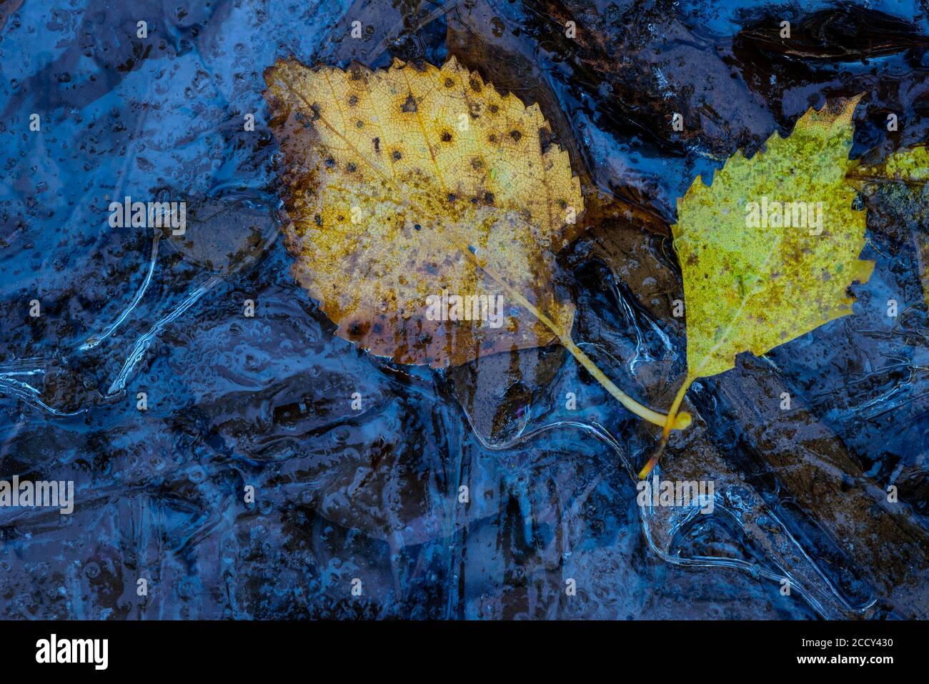 Leaf of a (Betula) in the ice of a lake in autumn, foliage colouring ...
