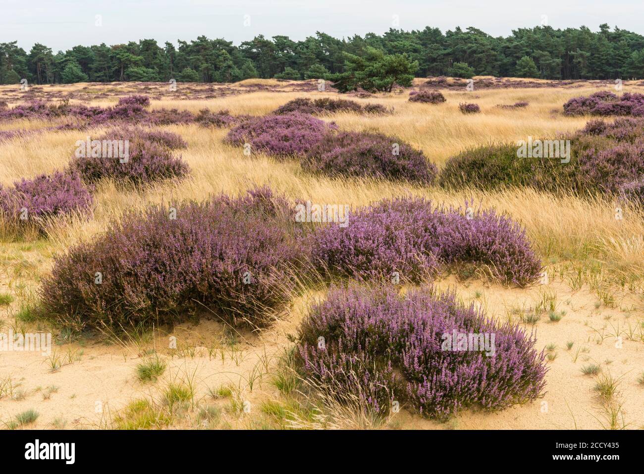Blooming heath on sandy soil, dune landscape, De Hoge Veluwe National ...