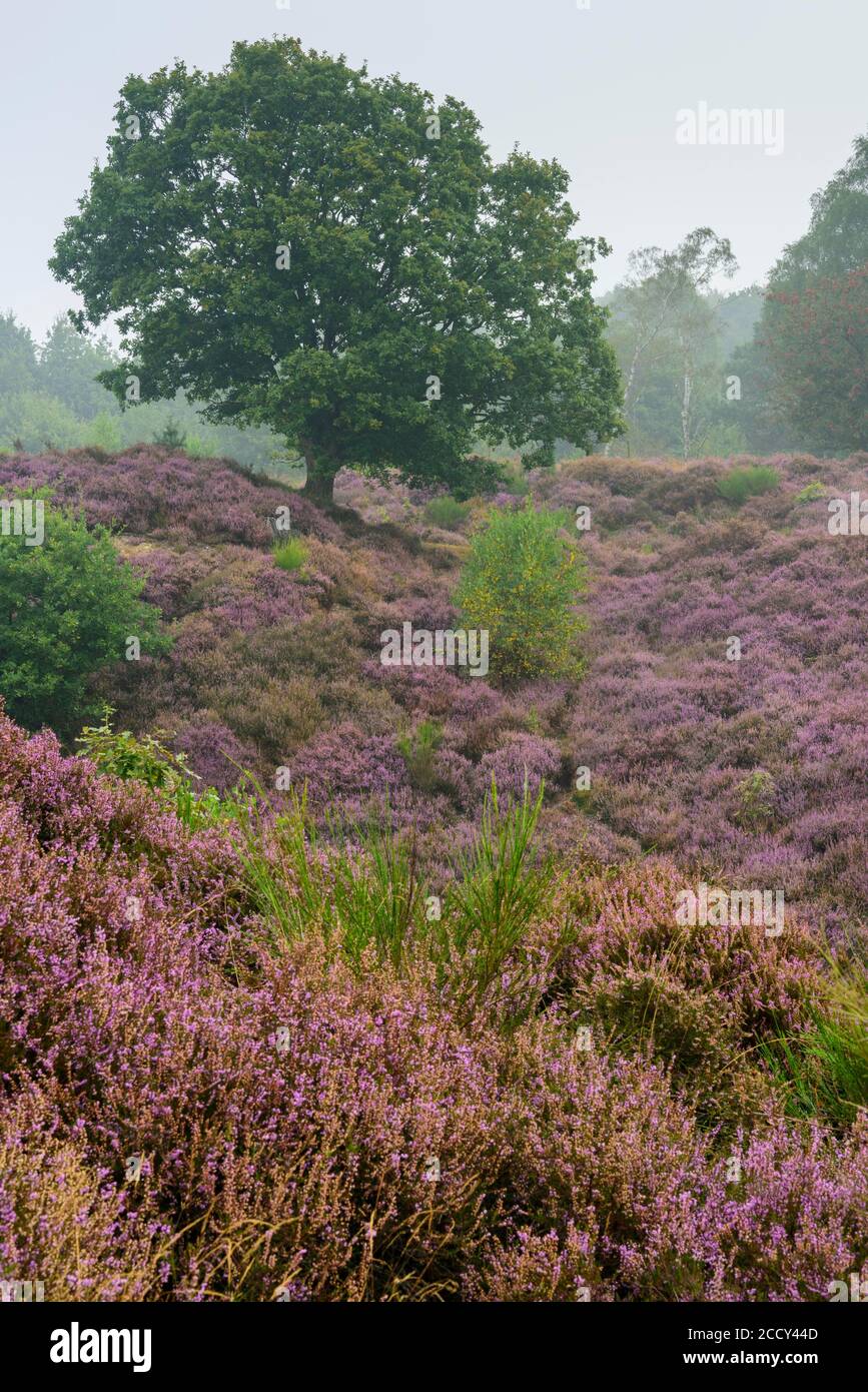 Oak in blooming heath, tree, heath landscape, National Park Veluwezoom ...