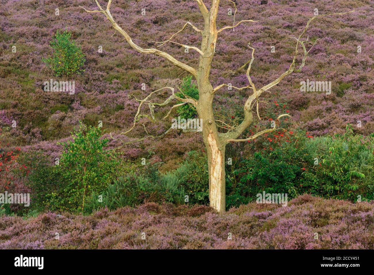 Dead oak in blooming heath, tree, heath landscape, National Park ...
