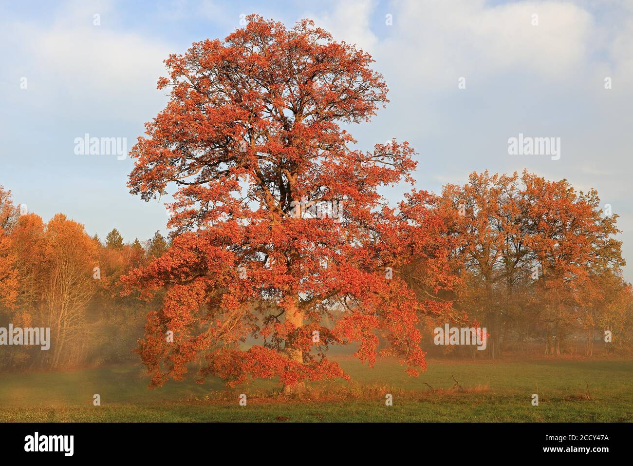 Oak (Quercus ) in morning fog, Irndorfer Hardt, Upper Danube nature ...