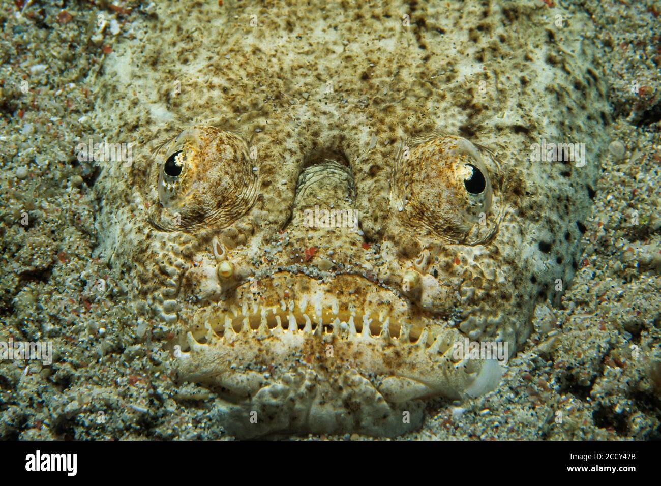 Marbled Stargazer (Uranoscopidae), Sabang, Mindoro, Sulu Lake ...
