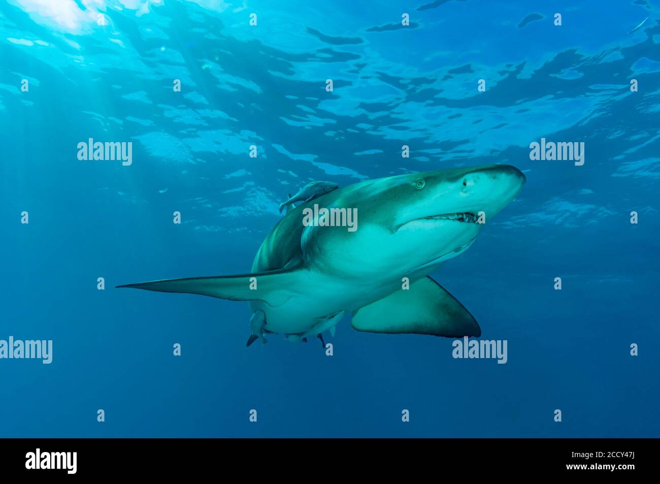 Lemon shark (Negaprion brevirostris), Tiger beach, Atlantic Ocean ...