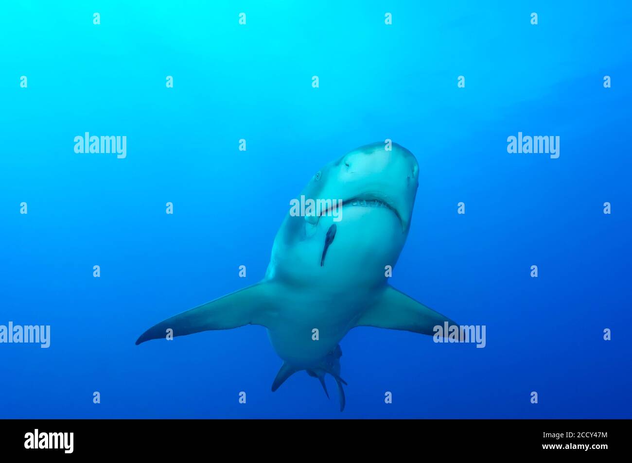 Lemon shark (Negaprion brevirostris), Tiger beach, Atlantic Ocean ...