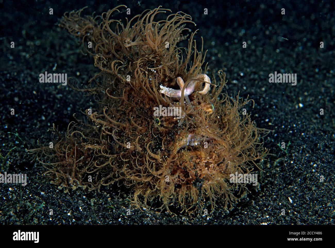 Shaggy frogfish (Antennarius hispidus) on sandy ground, Lembeh Strait ...