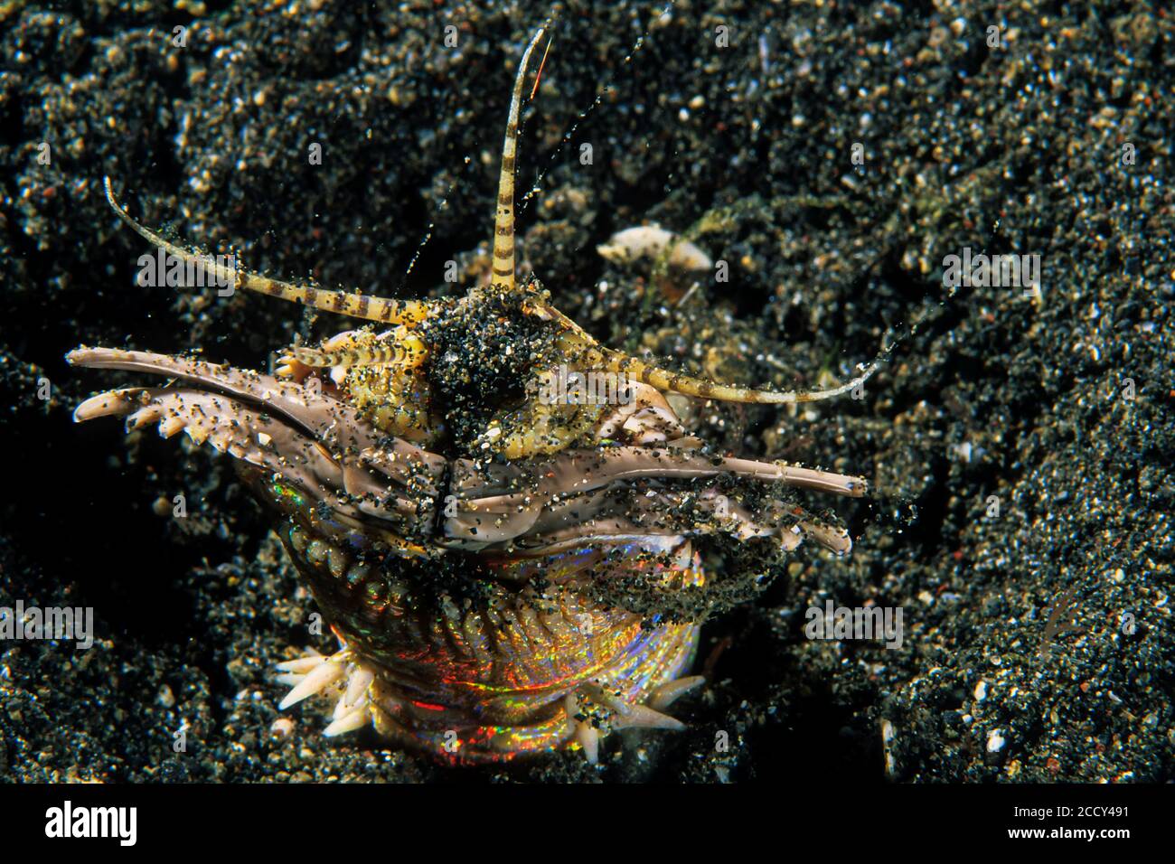 Bobbit worm, (Eunice aphroditois), Lembeh Strait, Indopacific ...