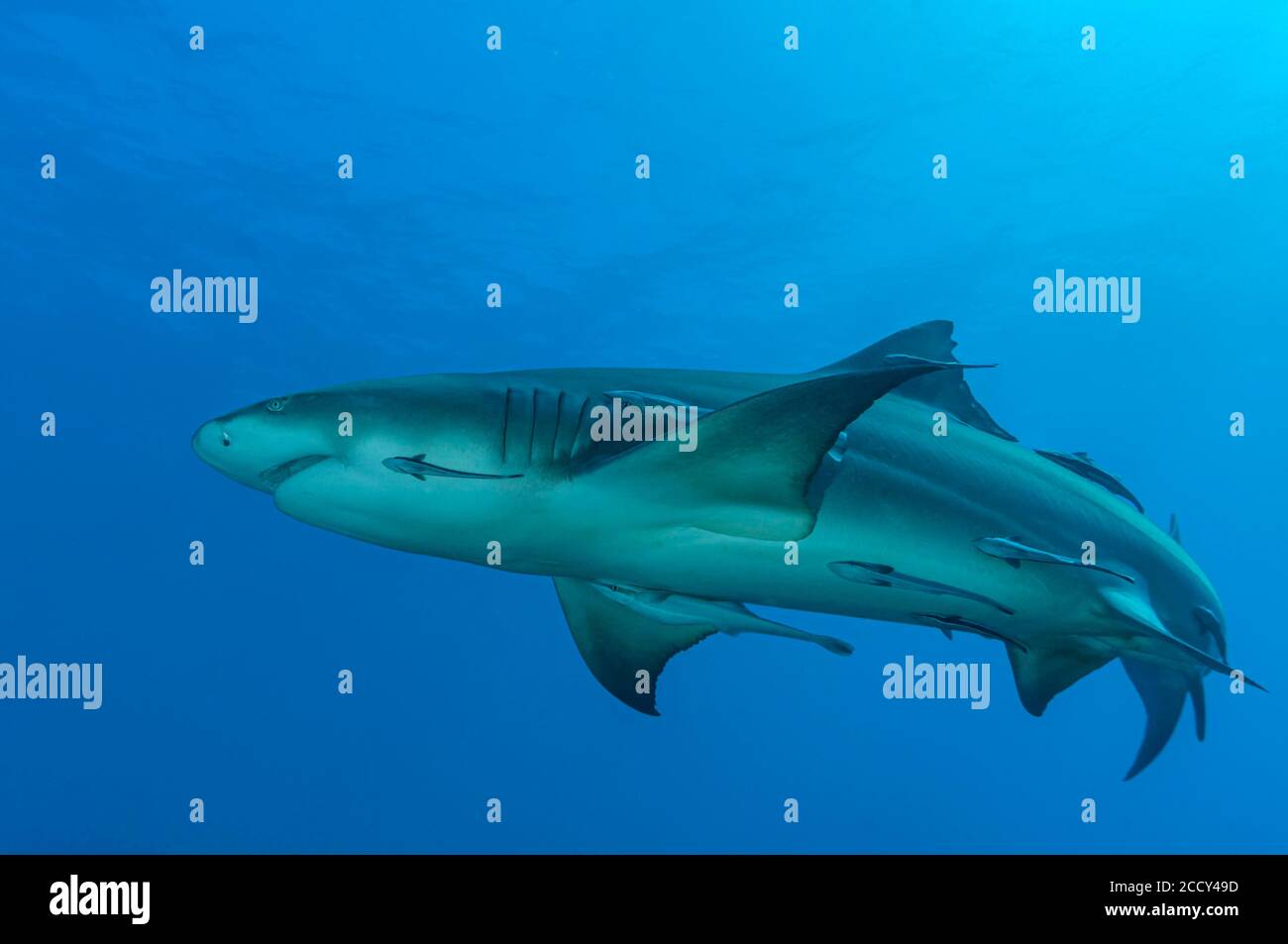 Lemon shark (Negaprion brevirostris), Tiger beach, Atlantic Ocean ...