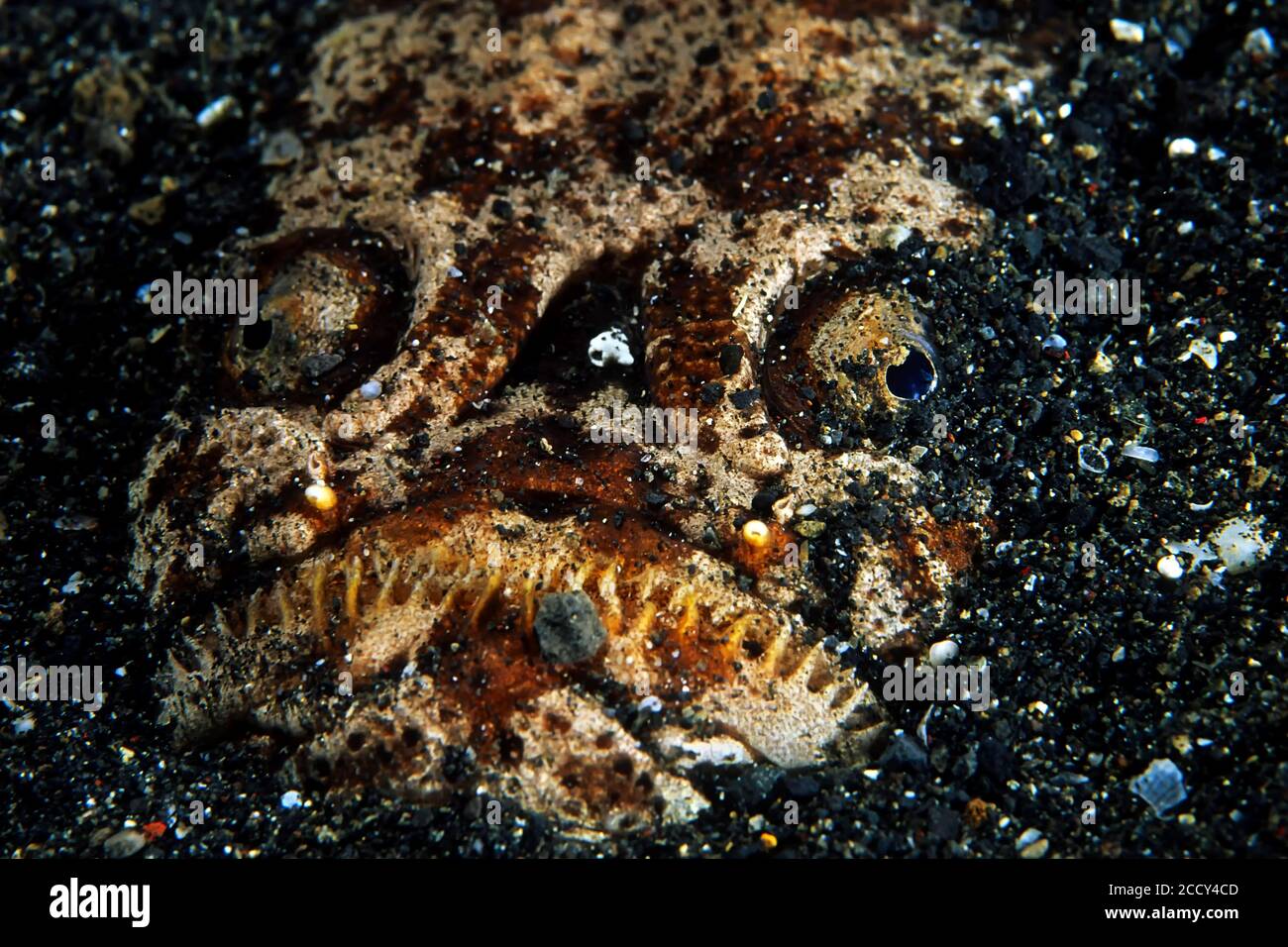 Marbled stargazer, (Uranoscopidea), Lembeh Strait, Indopacific ...