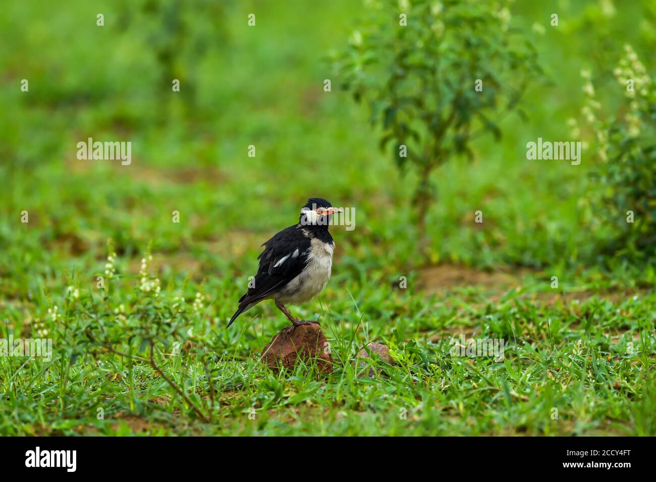 Pied myna or Asian pied starling or Gracupica contra ground perched in ...