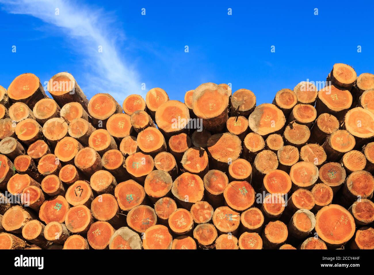 The ends of a big pile of cut logs, ready for export. These are Pinus ...