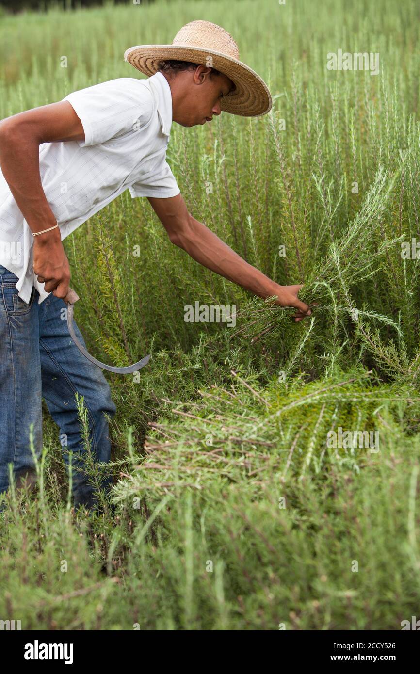 Field workers hi-res stock photography and images - Alamy